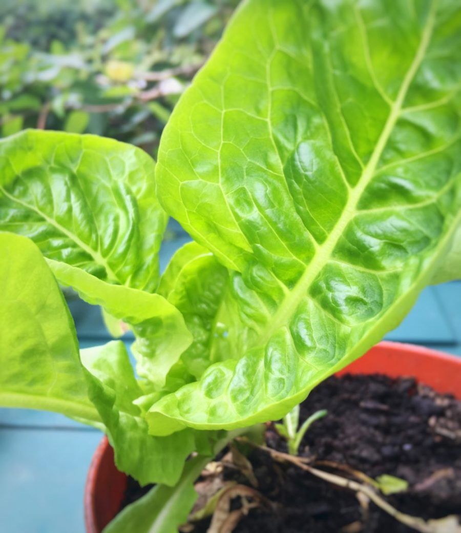 Little gem lettuce - growing and harvesting - Makergardener