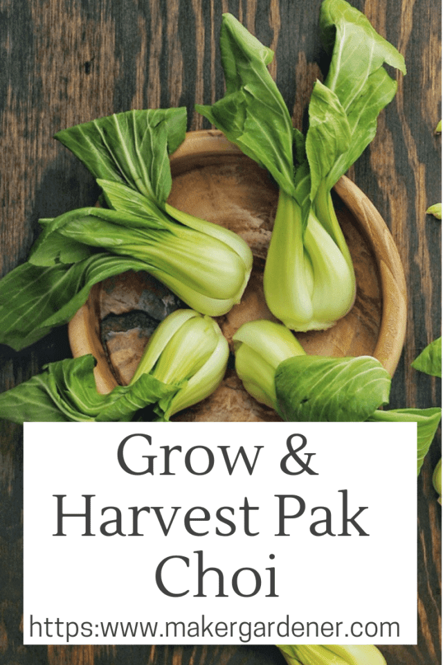 Growing and harvesting Pak choi - Makergardener
