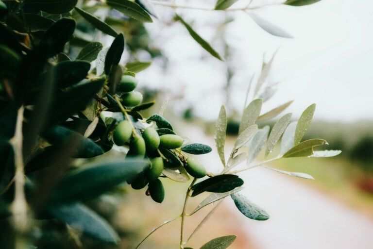 Curing Olives - Makergardener
