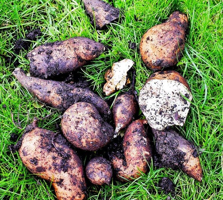 How to cook/ use yacon - Makergardener