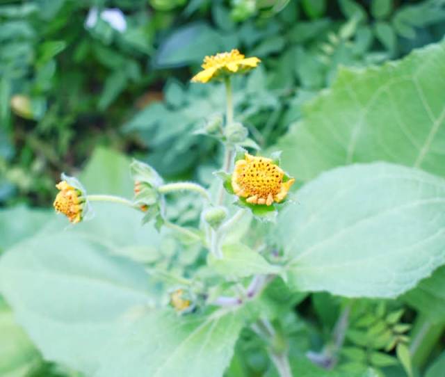 How to cook/ use yacon - Makergardener