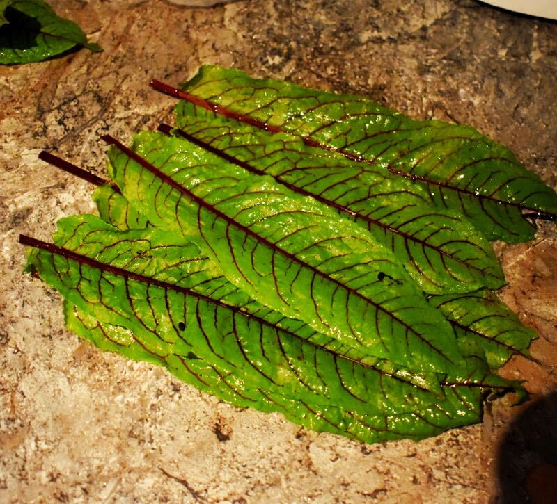 Growing and harvesting sorrel at home - Makergardener