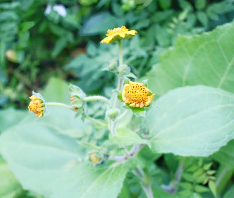 How to cook/ use yacon - Makergardener