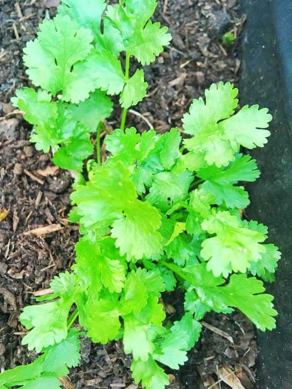 Growing and harvesting coriander - Makergardener