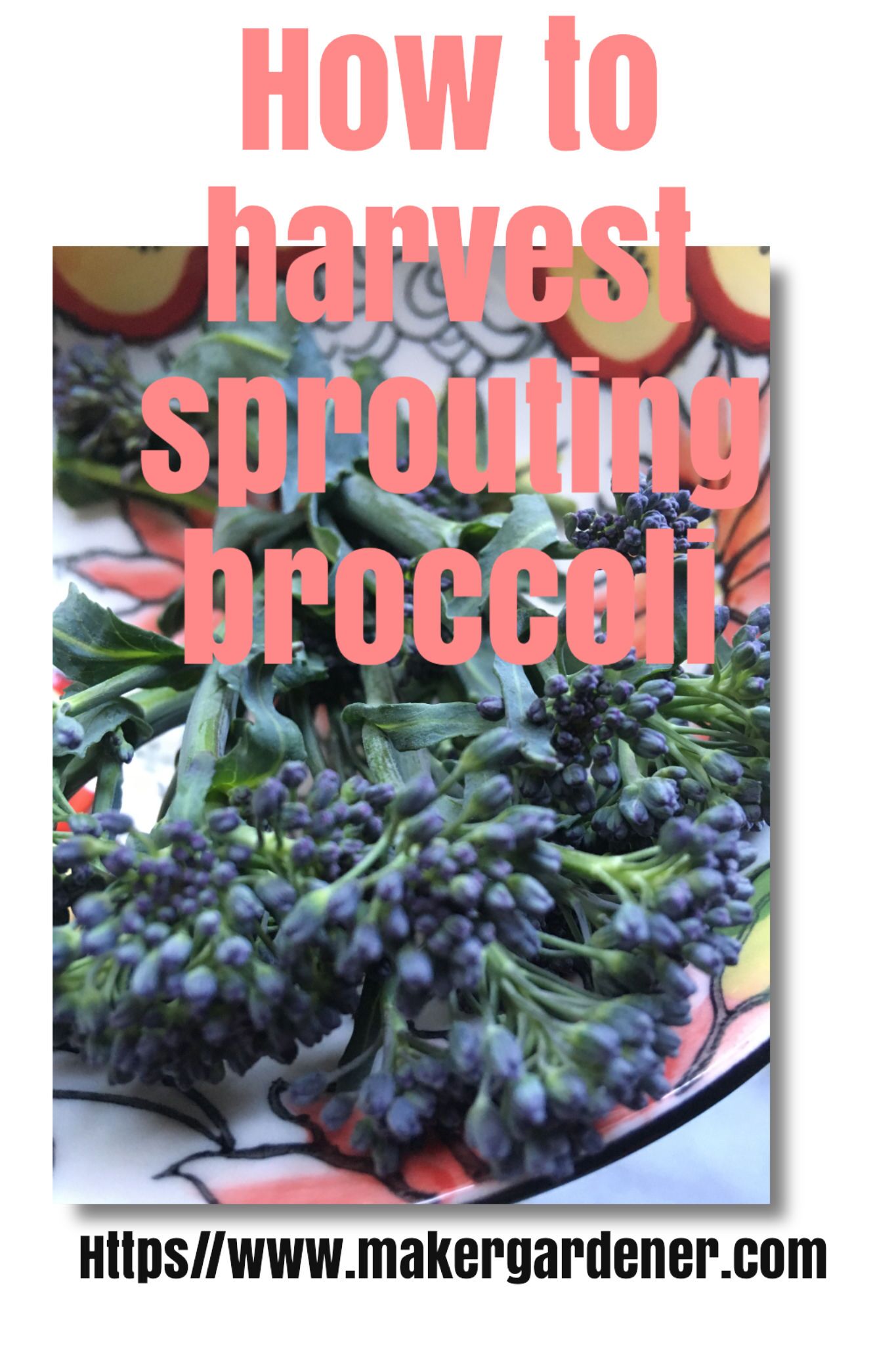 Growing and harvesting sprouting broccoli - Makergardener