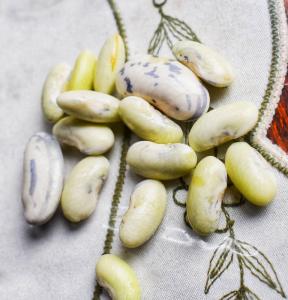 Growing and harvesting borlotti beans - Makergardener