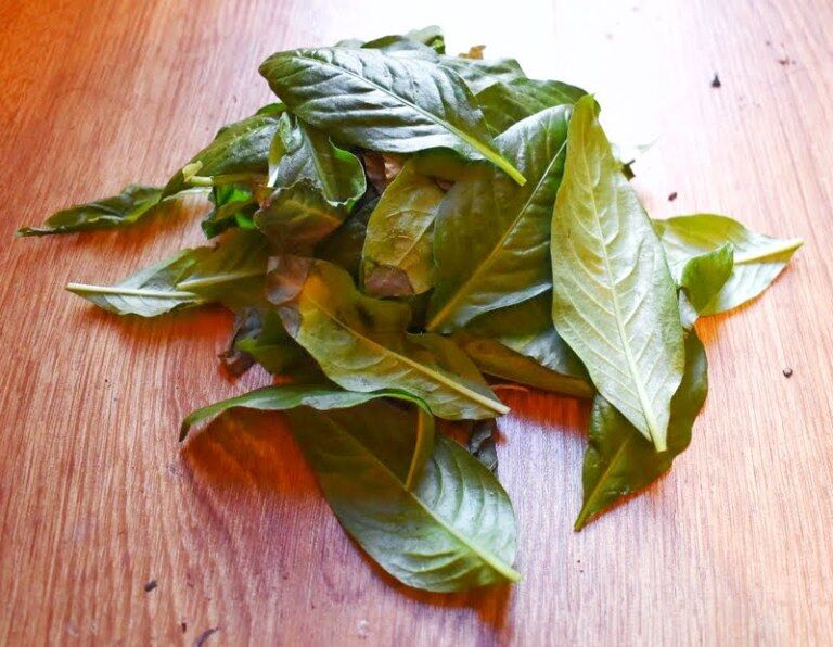 How to extract indigo out of dried leaves - Makergardener