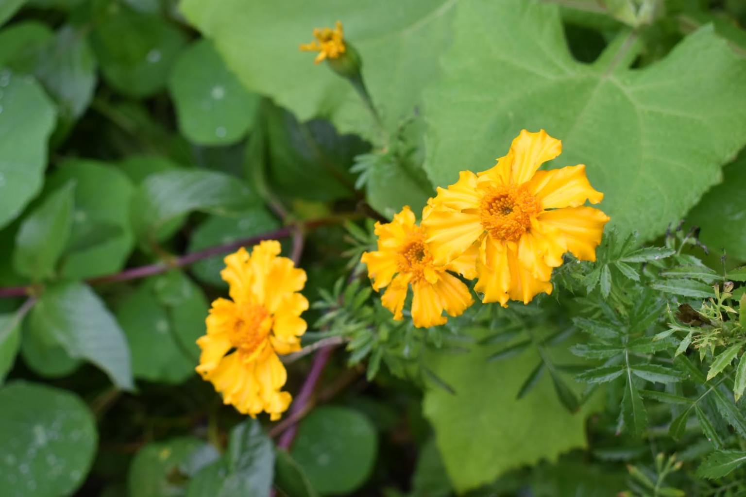 Growing and harvesting Marigold - Makergardener