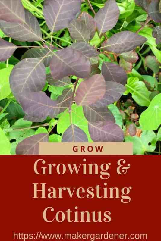 Growing and Harvesting Cotinus - Makergardener