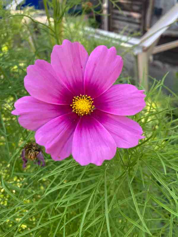 Growing and harvesting cosmos flowers - Makergardener