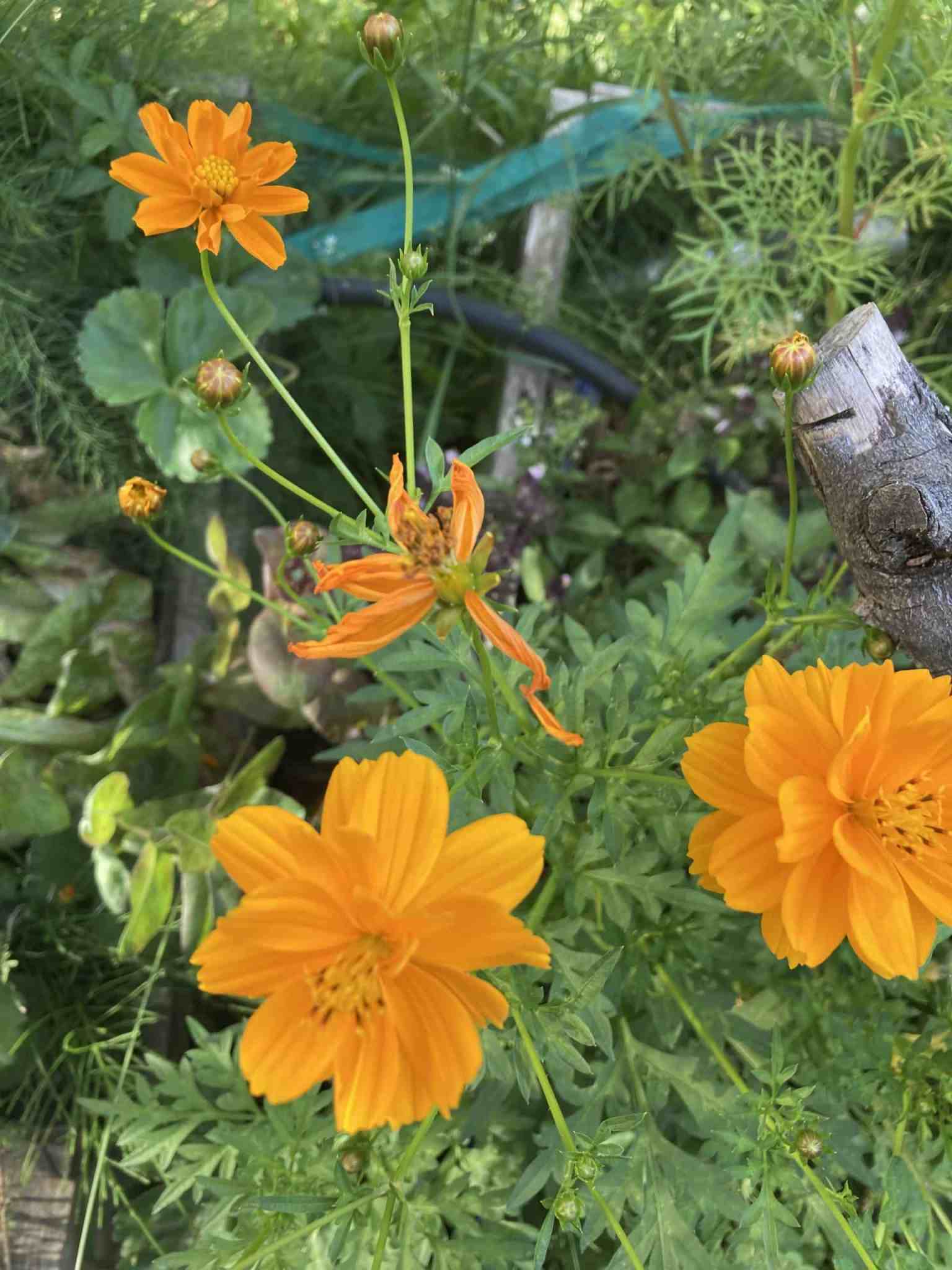 Growing and harvesting cosmos flowers - Makergardener