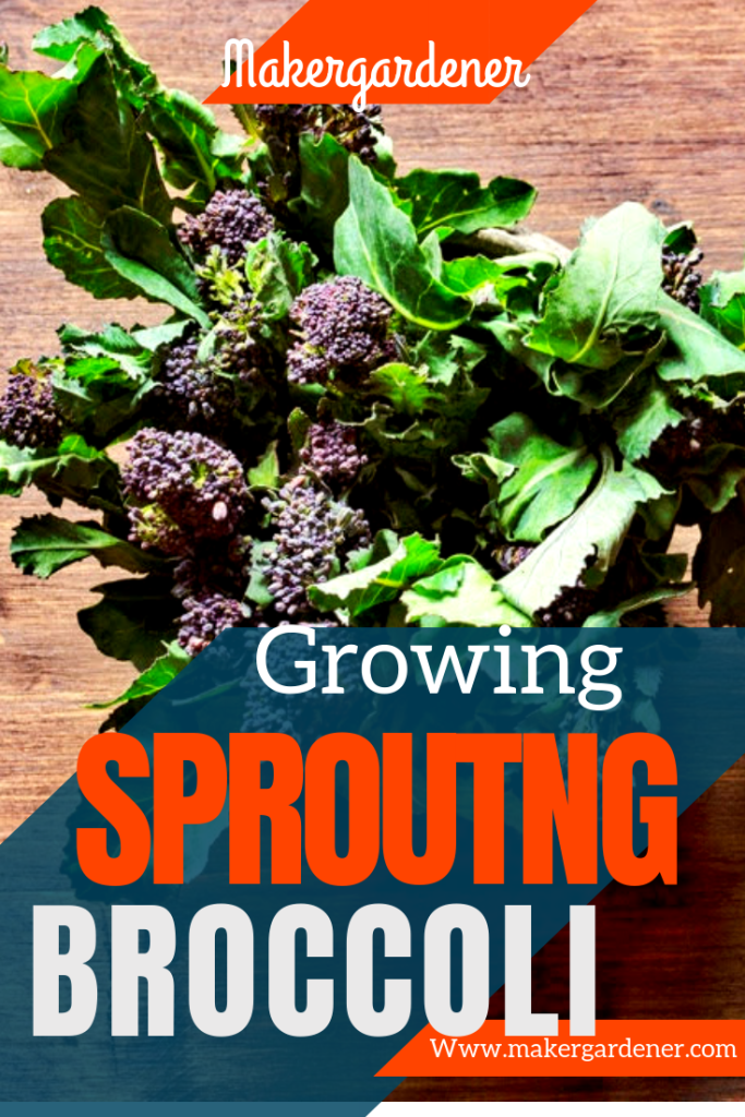 Growing and harvesting sprouting broccoli - Makergardener
